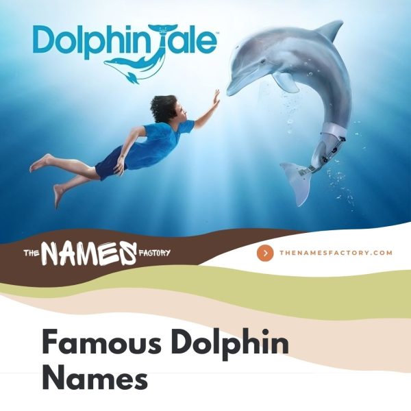 225+ Dolphin Names Ideas for Your Clever Aquatic Friend