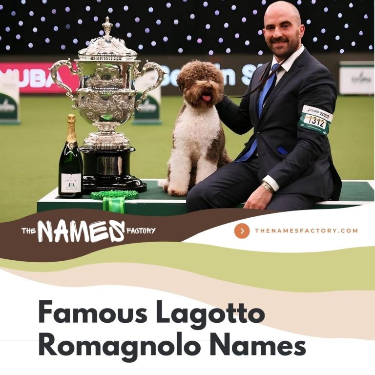 225+ Best Lagotto Romagnolo Names Ideas With Meaning