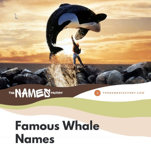 300+ Catchty & Cool Whale Names Ideas