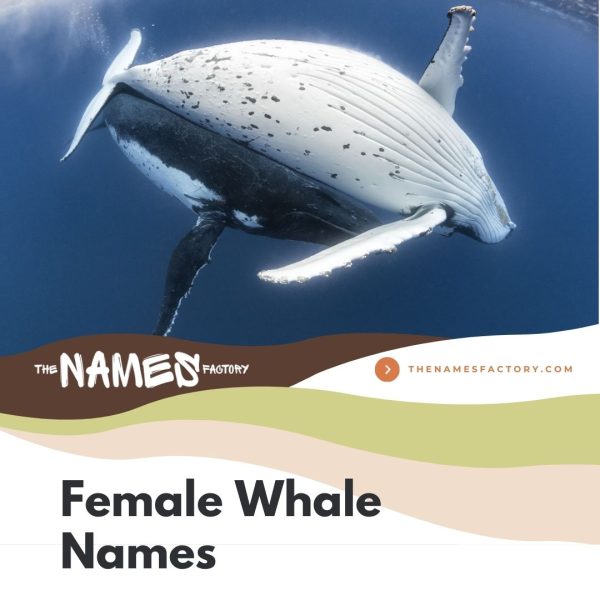 300+ Catchty & Cool Whale Names Ideas