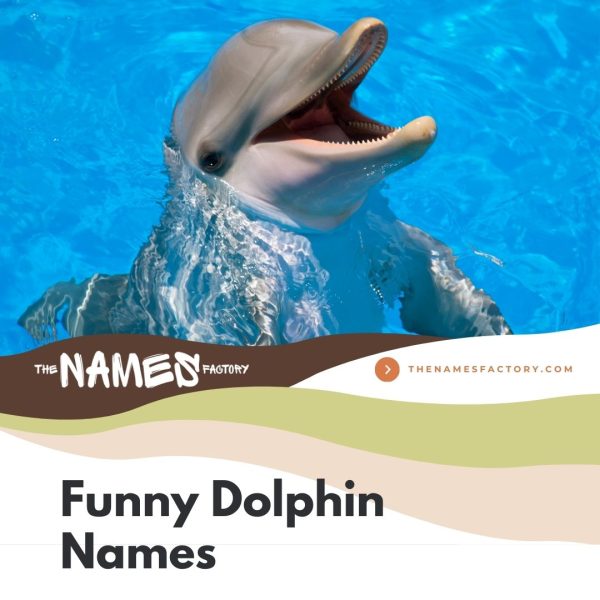 225+ Dolphin Names Ideas for Your Clever Aquatic Friend