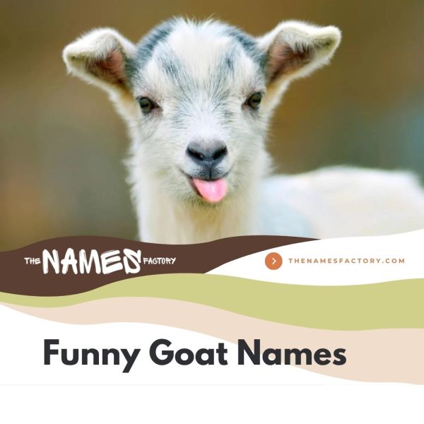 320+ Goat Names For Naming Your News Pet