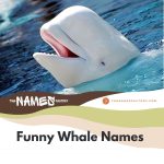 300+ Catchty & Cool Whale Names Ideas