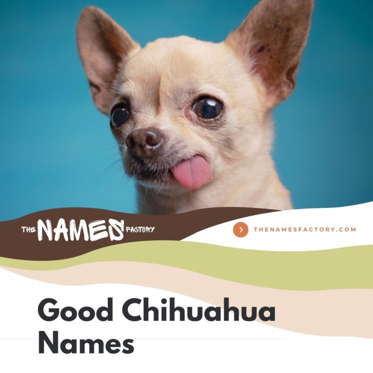 480+ Best Chihuahua Names For Every Pint-Sized Personality