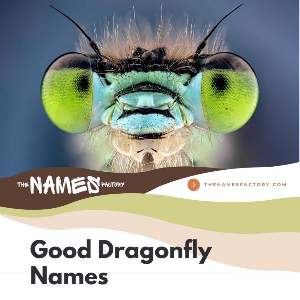 250+ Best Dragonfly Names [Cure, Unique & More]