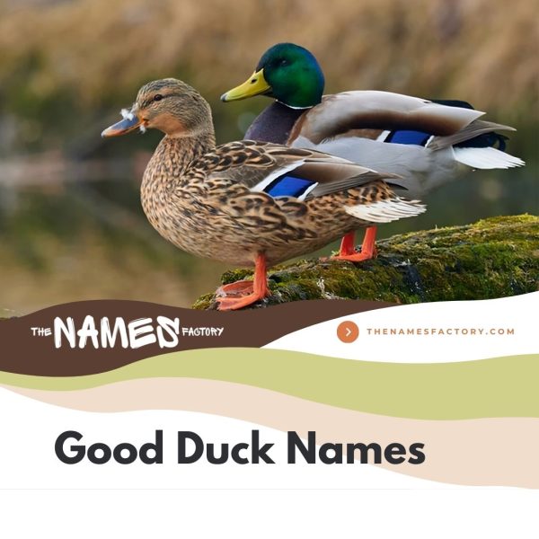 420+ Best Duck Names That Are Perfect For Your Buddy