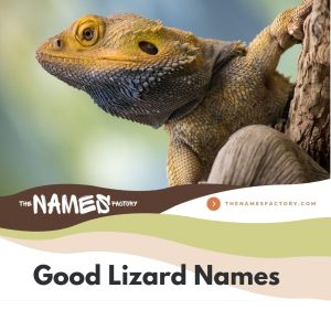 420+ Top Lizard Names That Fit Perfect [Funny, Cute & More]