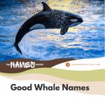 300+ Catchty & Cool Whale Names Ideas