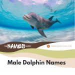 225+ Dolphin Names Ideas for Your Clever Aquatic Friend