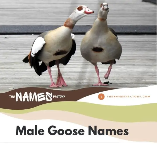 300+ Creative Goose Names Ideas for Your Furry Pet