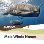 300+ Catchty & Cool Whale Names Ideas