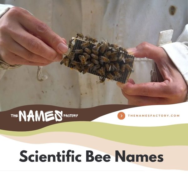 150+ Creative Bee Names for Your Little Friends