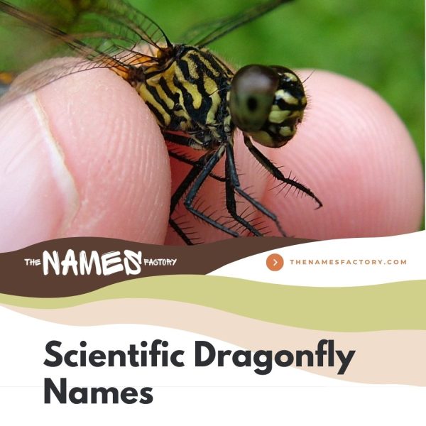 250+ Best Dragonfly Names [Cure, Unique & More]