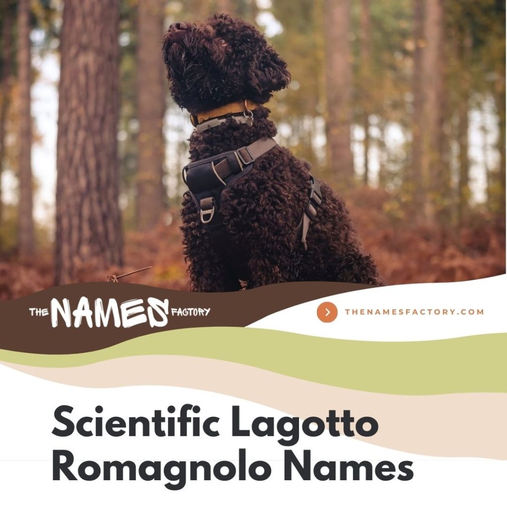 225+ Best Lagotto Romagnolo Names Ideas With Meaning