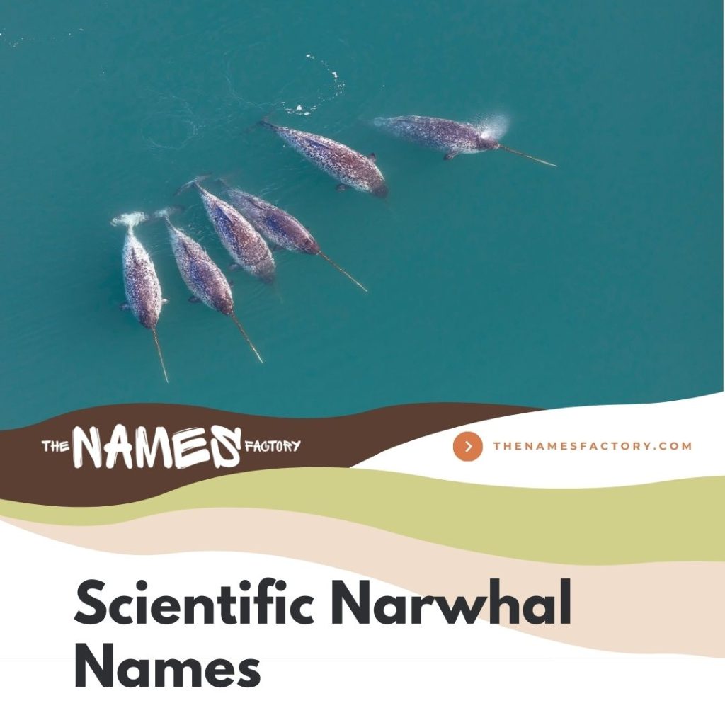 225+ Unique Narwhal Names For The Ocean Buddy
