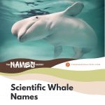 300+ Catchty & Cool Whale Names Ideas
