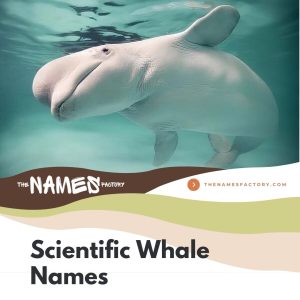 300+ Catchty & Cool Whale Names Ideas