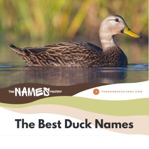 420+ Best Duck Names That Are Perfect For Your Buddy