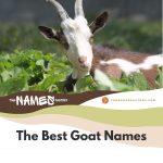 320+ Goat Names For Naming Your News Pet