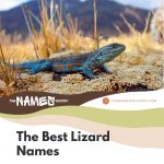 420+ Top Lizard Names That Fit Perfect [Funny, Cute & More]
