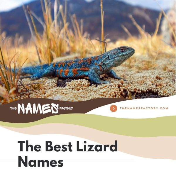 420+ Top Lizard Names That Fit Perfect [Funny, Cute & More]