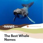 300+ Catchty & Cool Whale Names Ideas