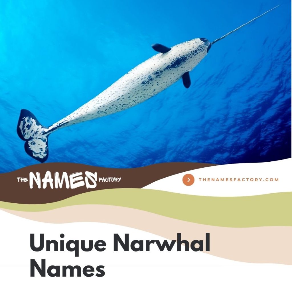 225+ Unique Narwhal Names For The Ocean Buddy