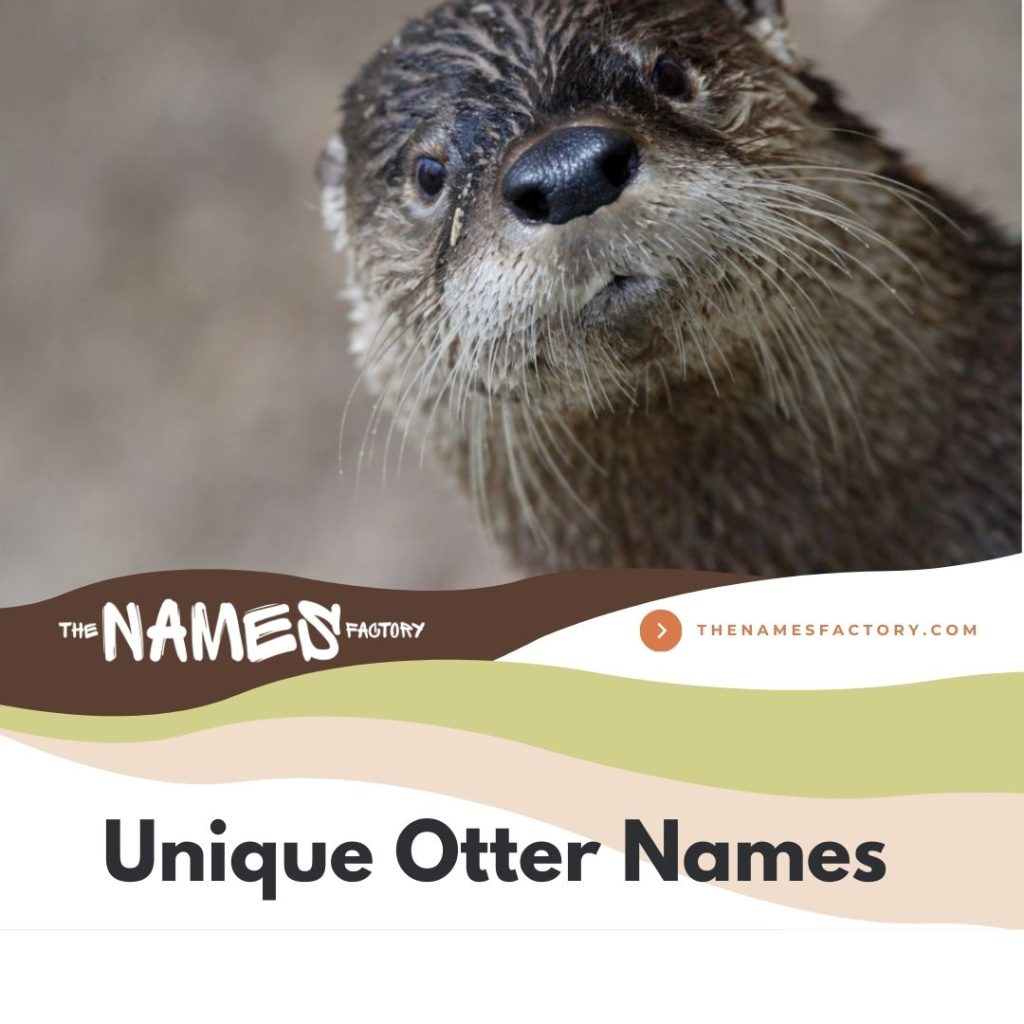 225+ Cool & Catchy Otter Names