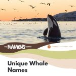 300+ Catchty & Cool Whale Names Ideas