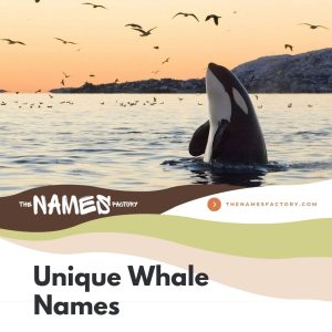 300+ Catchty & Cool Whale Names Ideas