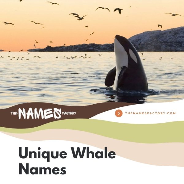 300+ Catchty & Cool Whale Names Ideas
