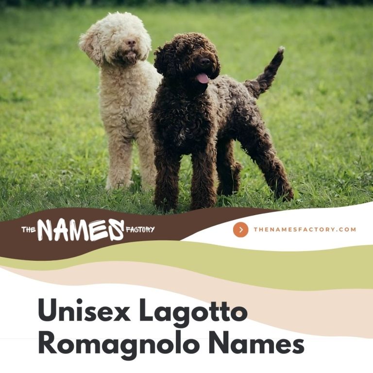 225+ Best Lagotto Romagnolo Names Ideas With Meaning