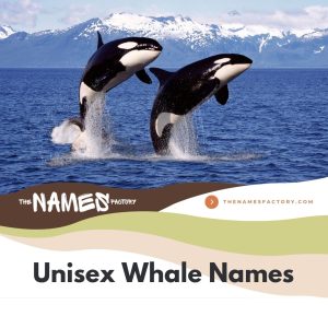 300+ Catchty & Cool Whale Names Ideas